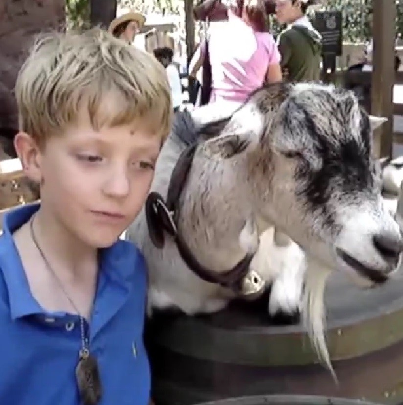 Video Djeca I životinje U Urnebesnim Situacijama Senzor Ba