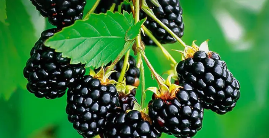 Kupine – omiljeno voće bogato nutrijentima – Senzor.ba