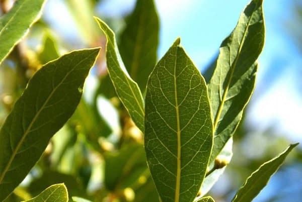 Pijete li čaj od lista lovora? Evo zašto biste trebali – Senzor.ba