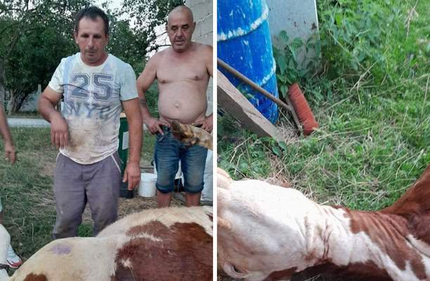 Mehdin treba našu pomoć: Uginula mu krava kojom je hranio porodicu ...